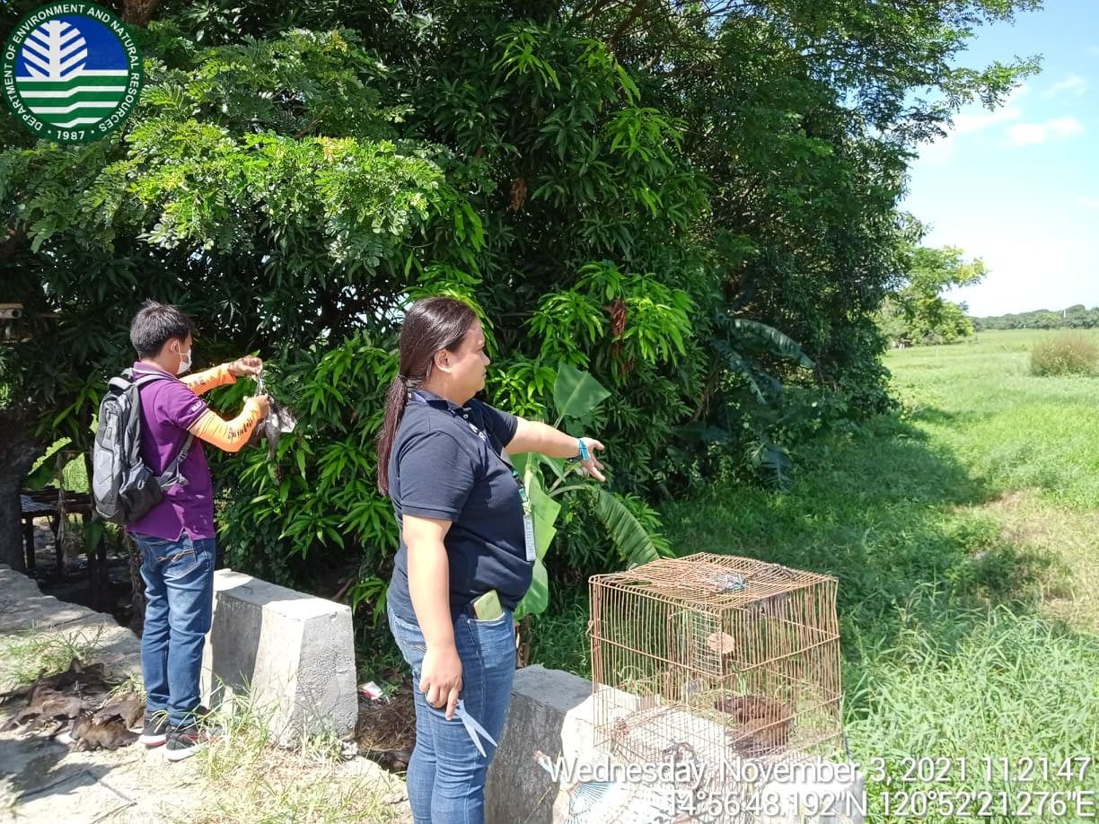DENR rescues 189 native birds in Bulacan - Central Luzon Business Week